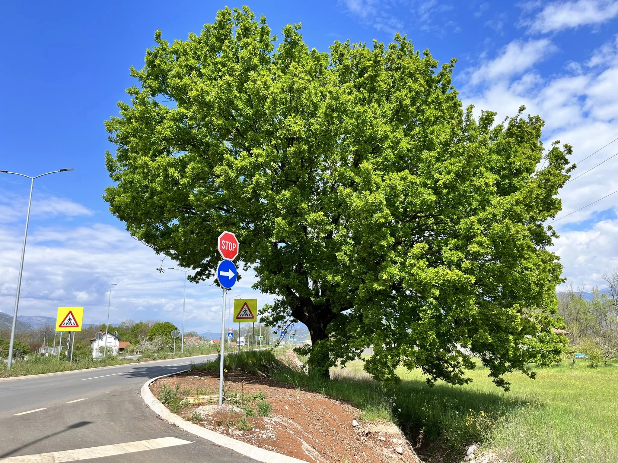 Protecting Skader Oak at a new level